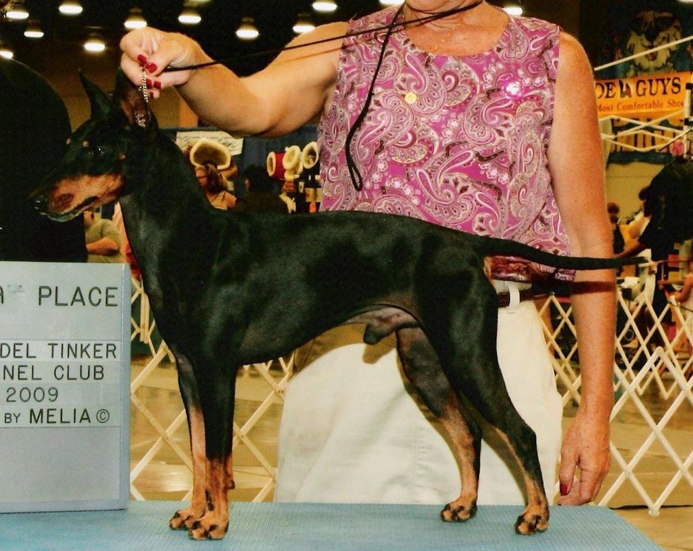 Manchester & English Toy Terrier - The Breed Archive
