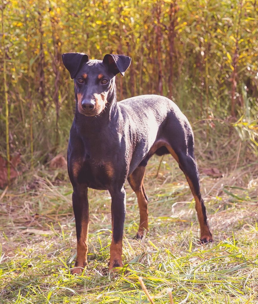 Manchester & English Toy Terrier - The Breed Archive