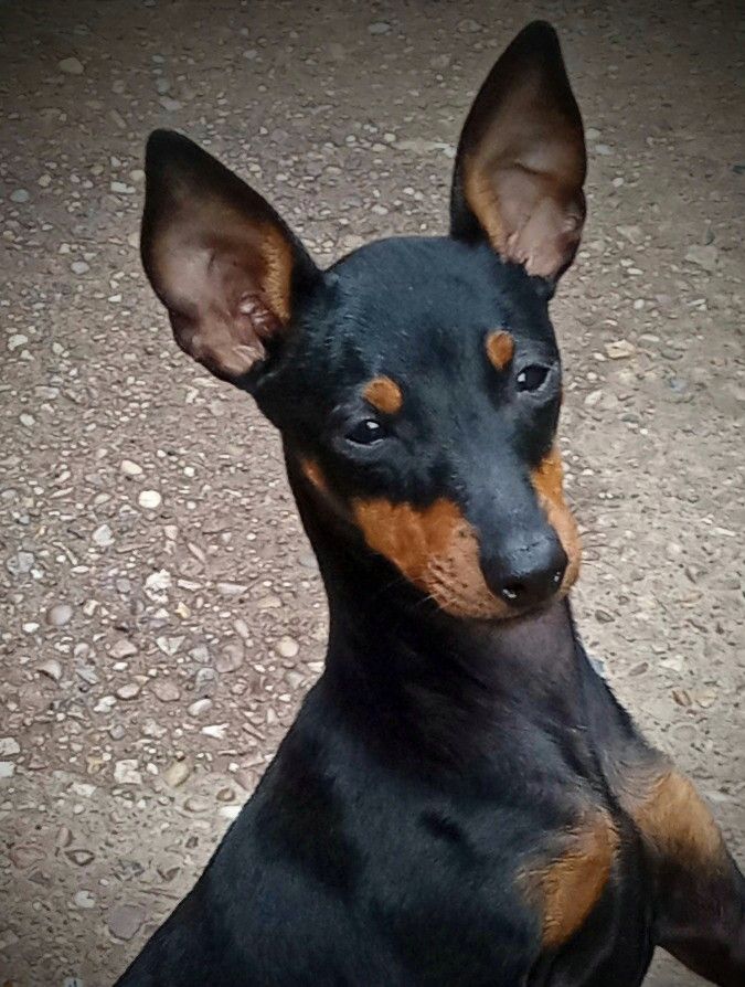 Manchester & English Toy Terrier - The Breed Archive