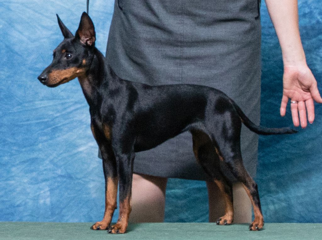 Manchester & English Toy Terrier - The Breed Archive