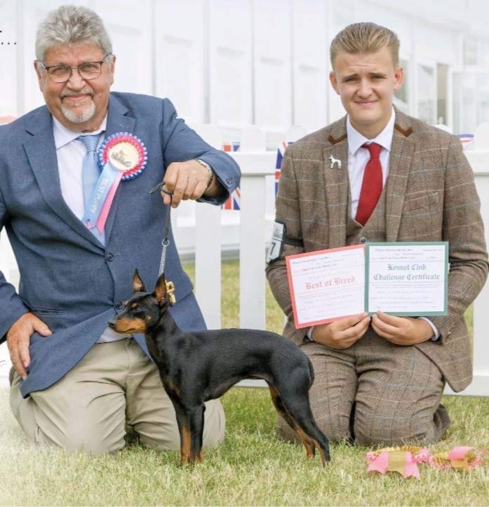 Manchester & English Toy Terrier - The Breed Archive