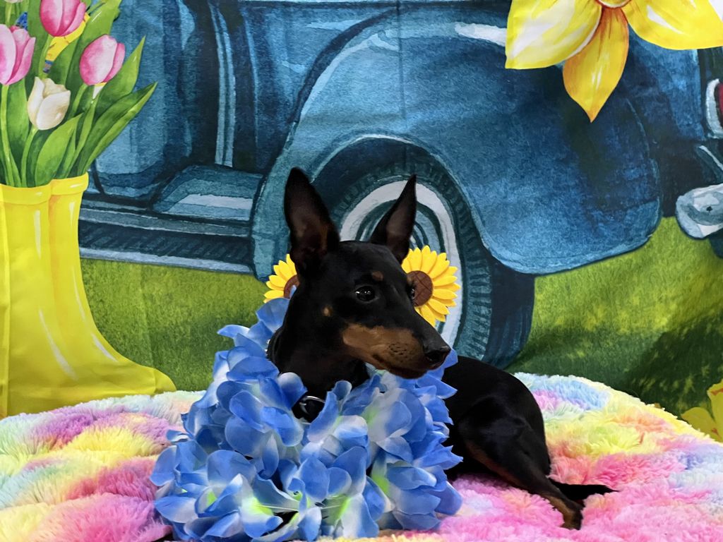 Manchester & English Toy Terrier - The Breed Archive