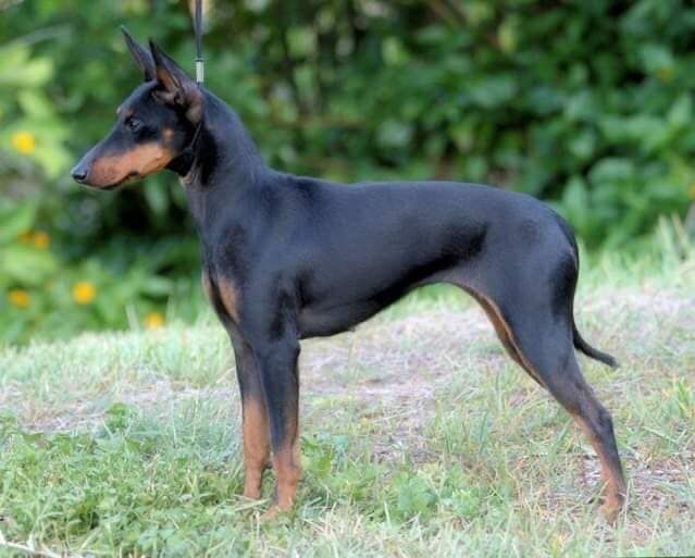 Manchester & English Toy Terrier - The Breed Archive