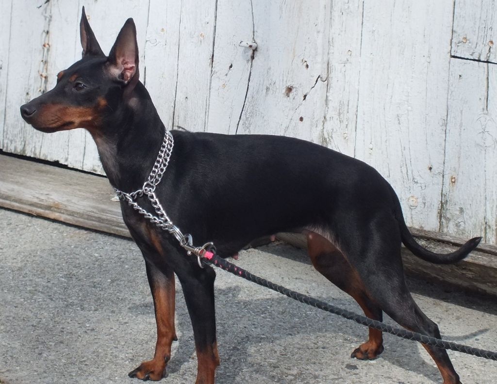 Manchester & English Toy Terrier - The Breed Archive