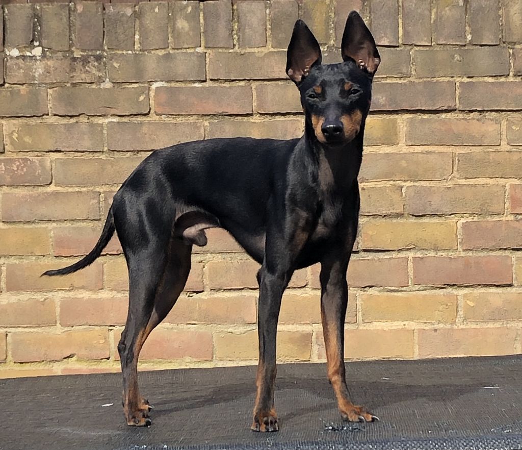 Manchester & English Toy Terrier - The Breed Archive