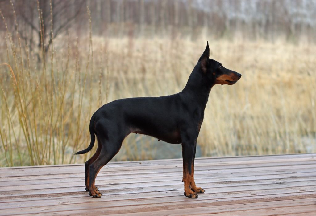 Manchester & English Toy Terrier - The Breed Archive