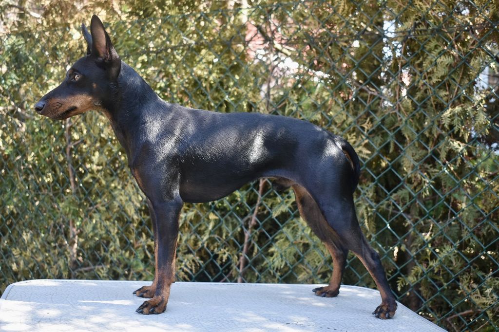 Manchester & English Toy Terrier - The Breed Archive