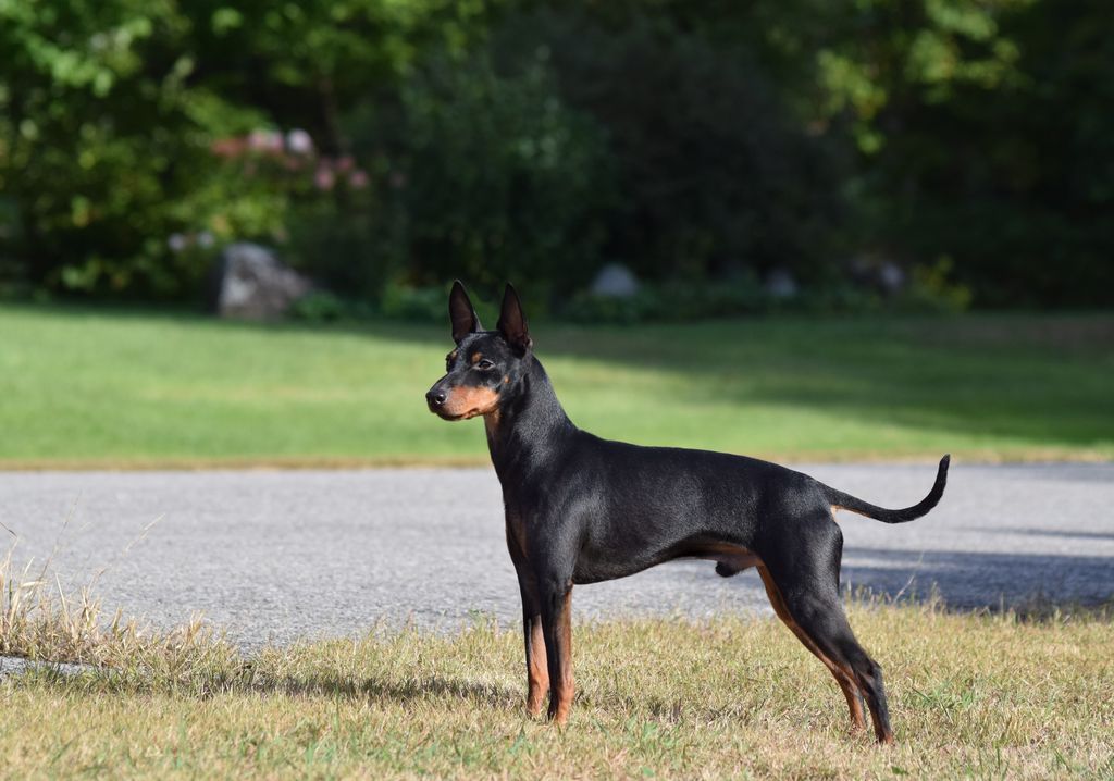 Manchester & English Toy Terrier - The Breed Archive