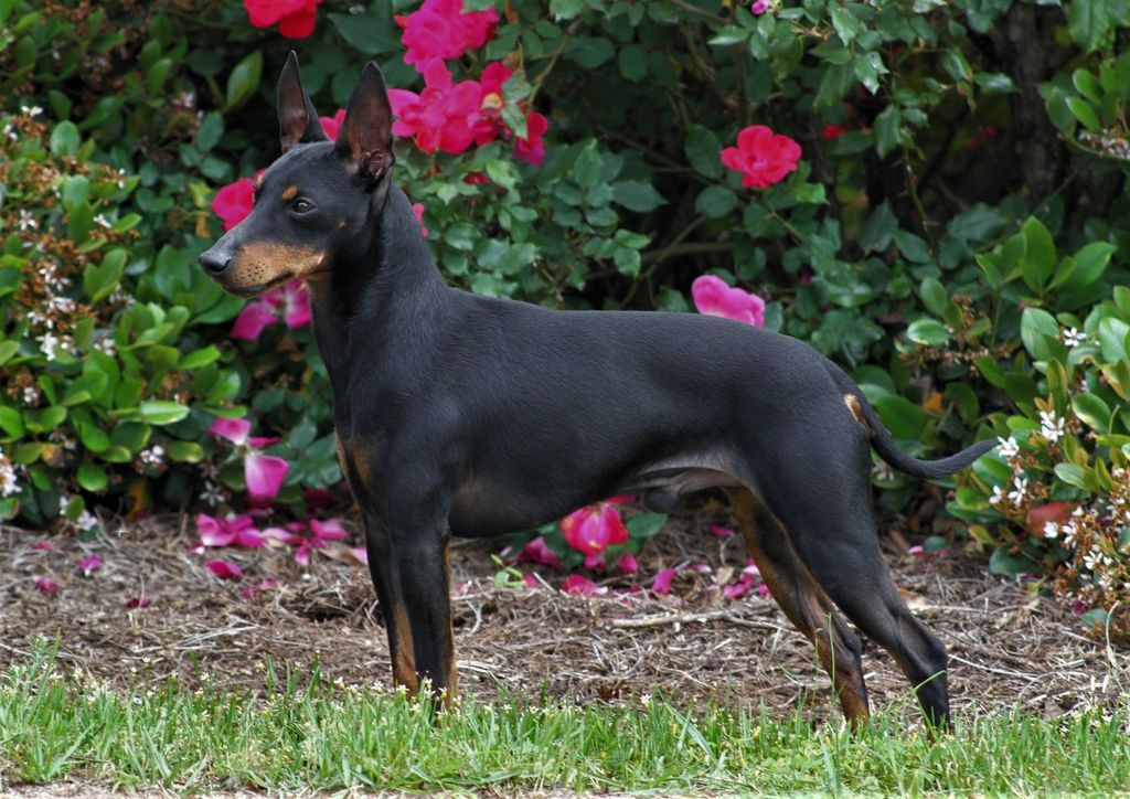 Manchester & English Toy Terrier - The Breed Archive