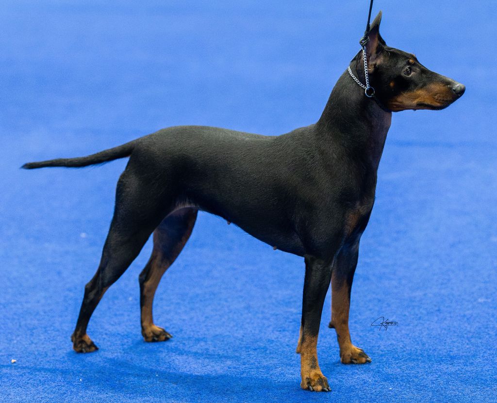 Manchester & English Toy Terrier - The Breed Archive