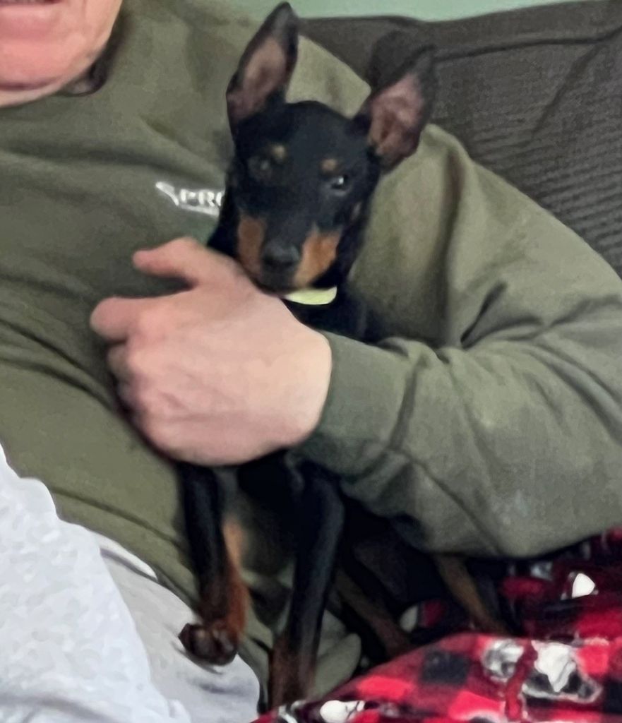 Manchester & English Toy Terrier - The Breed Archive