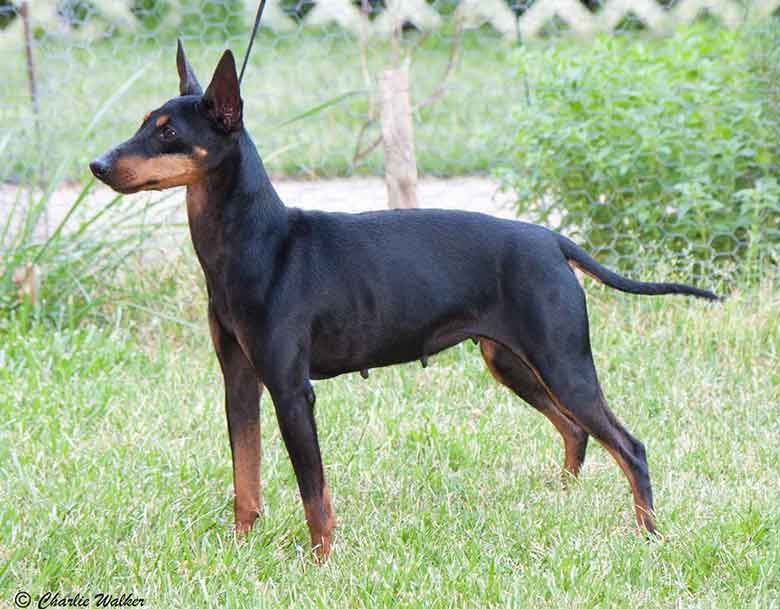 Manchester & English Toy Terrier - The Breed Archive
