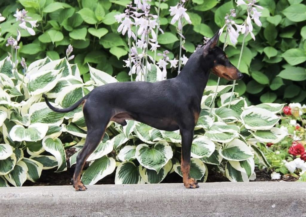 Manchester & English Toy Terrier - The Breed Archive