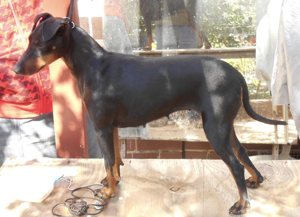 Manchester & English Toy Terrier - The Breed Archive